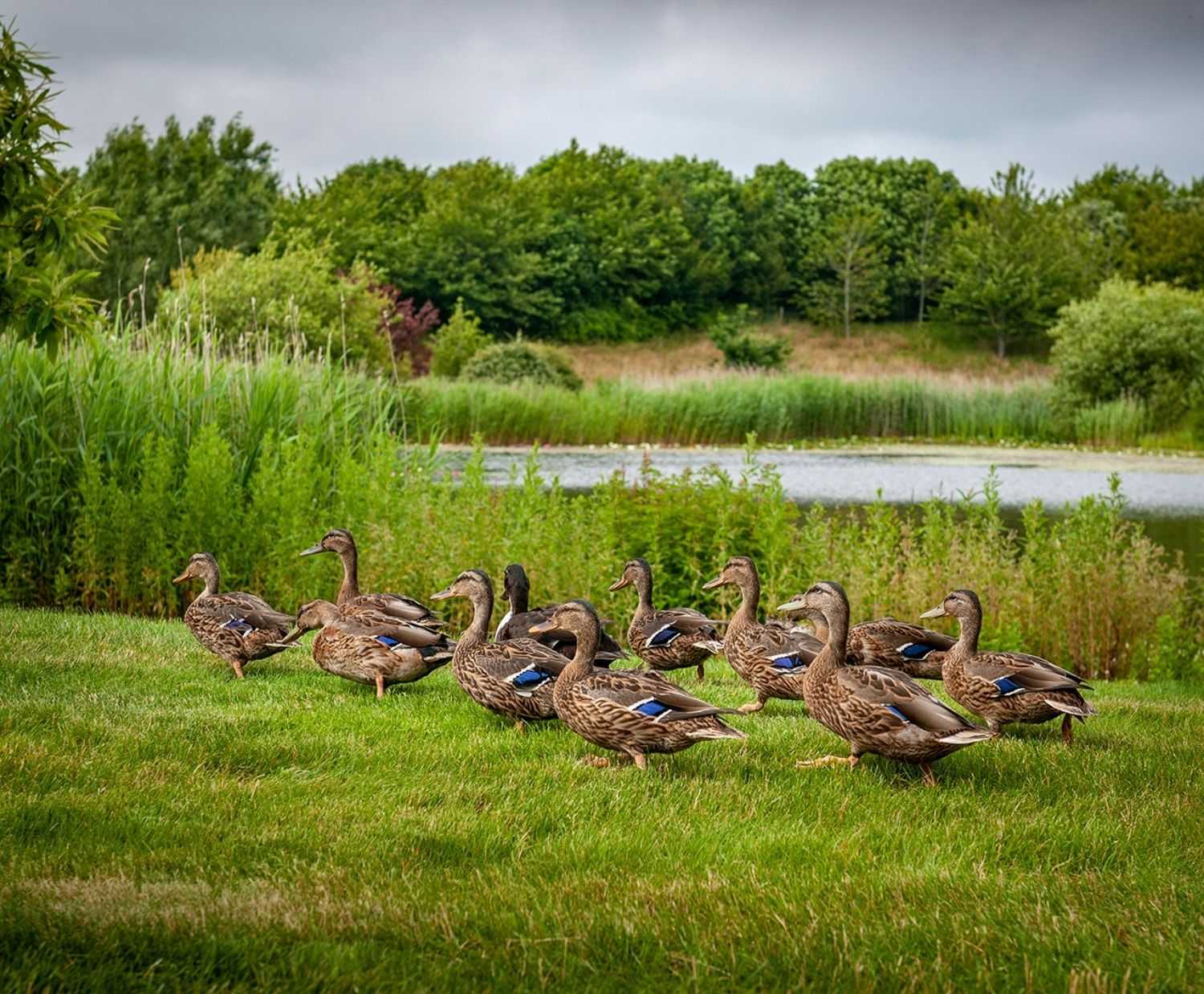 ROLLS-ROYCE TO THE RESCUE IN GOODWOOD DUCK DRAMA